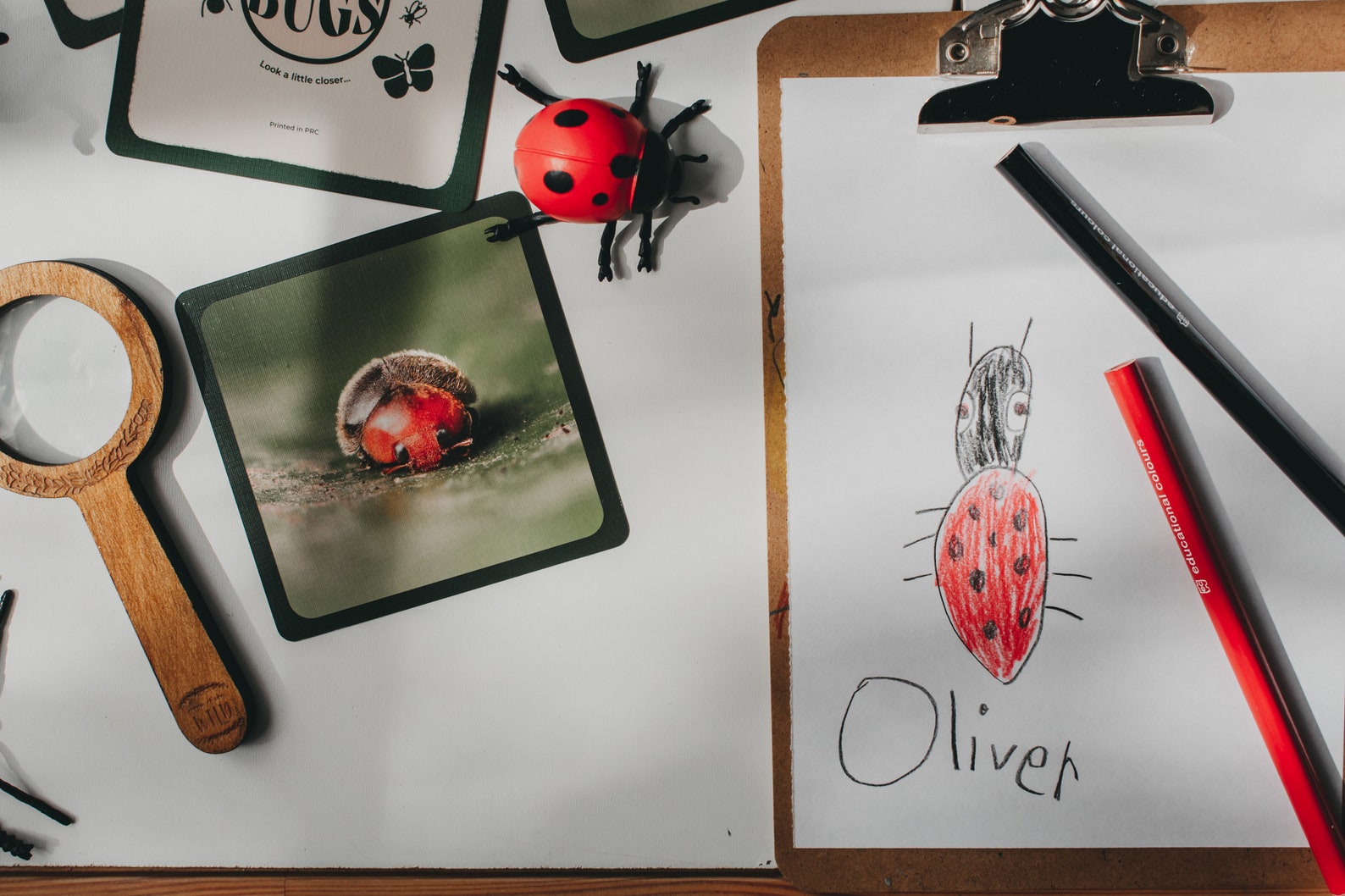 Macro Bugs Memory Cards - Fun and Educational Insect Game for Kids ...