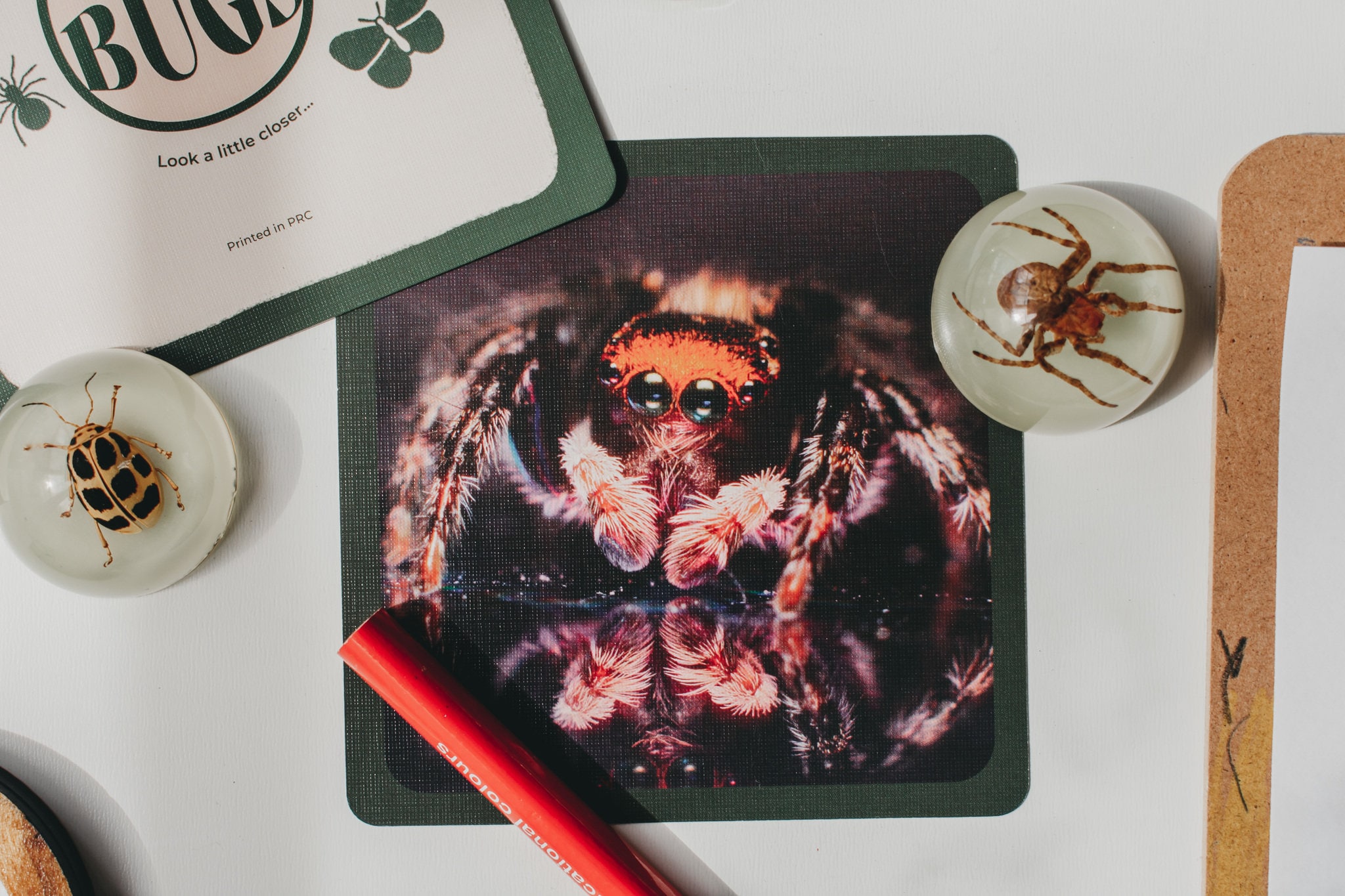 Macro Bugs Memory Cards Fun and Educational Insect Game for Kids - Etsy ...