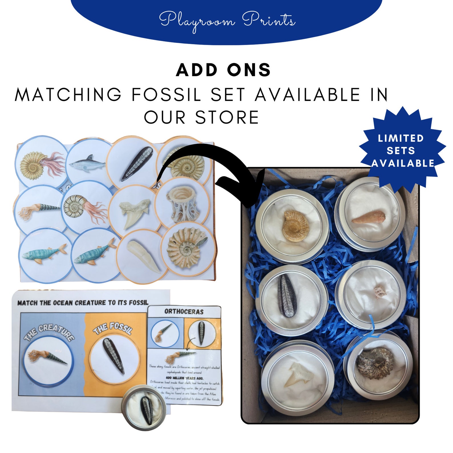 Printable Ocean Fossil Matching Game - Palaeontology Activity for Kids ...