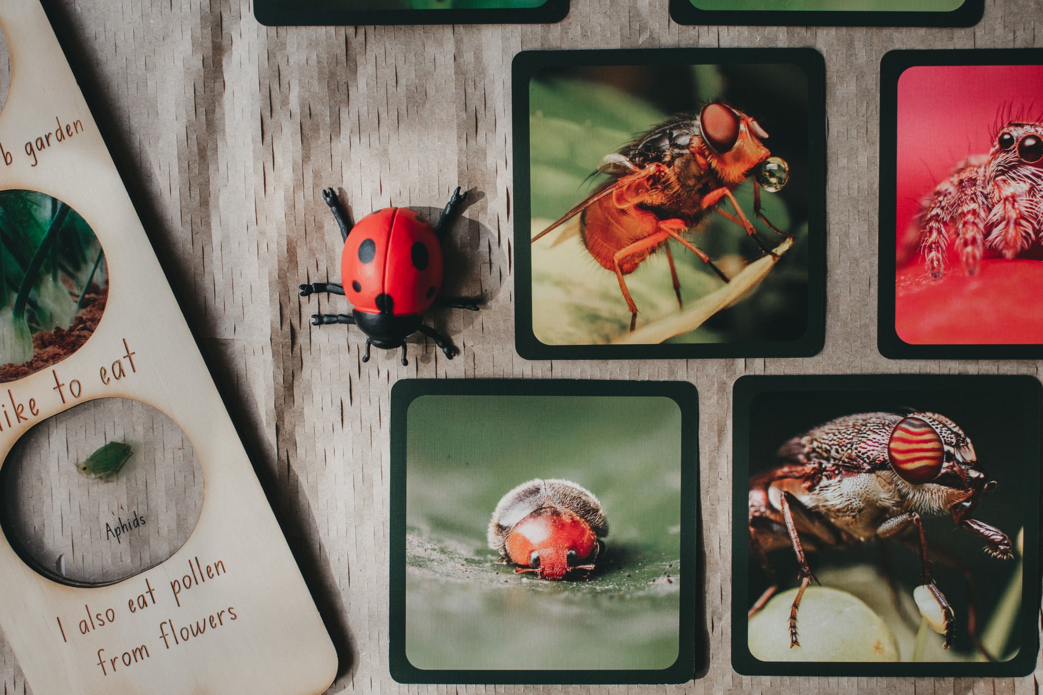 Macro Bugs Memory Cards - Fun and Educational Insect Game for Kids ...