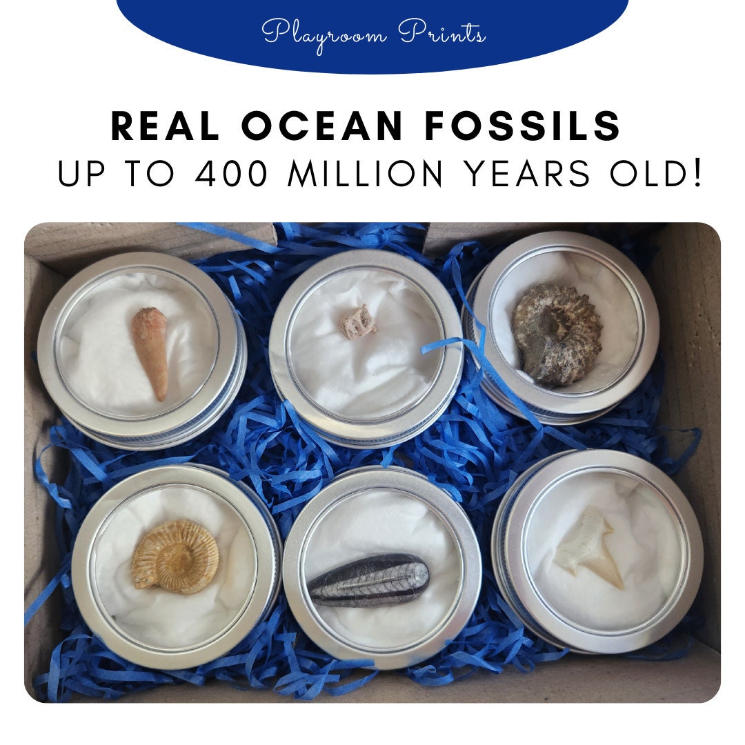Real Fossil Set 6 Ocean Fossils Dinosaur and Paleontology Learning ...