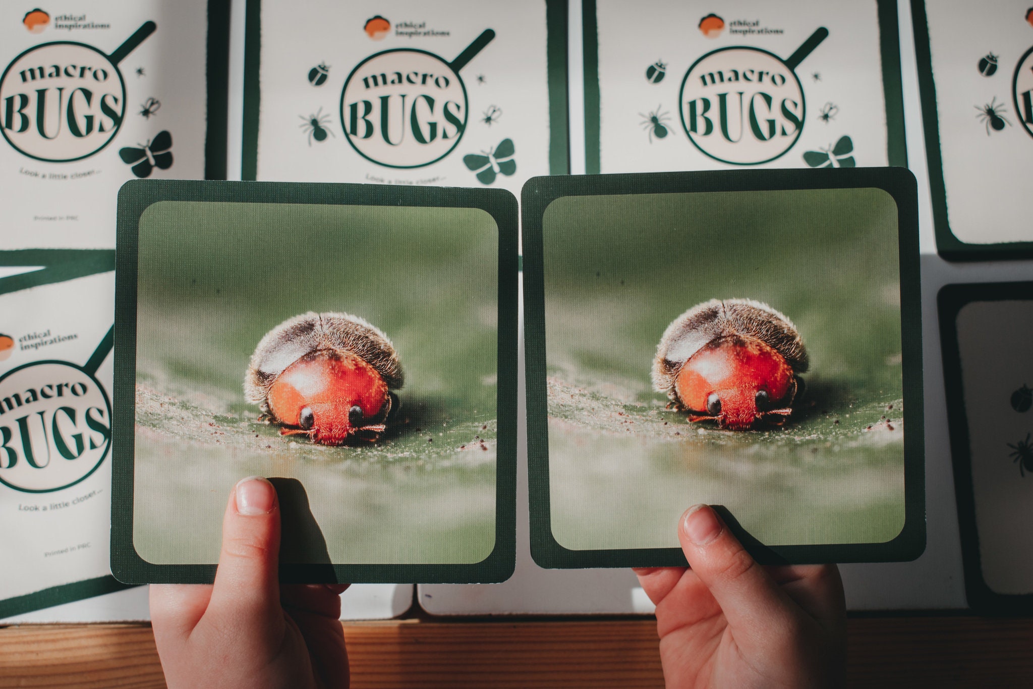 Macro Bugs Memory Cards - Fun and Educational Insect Game for Kids ...