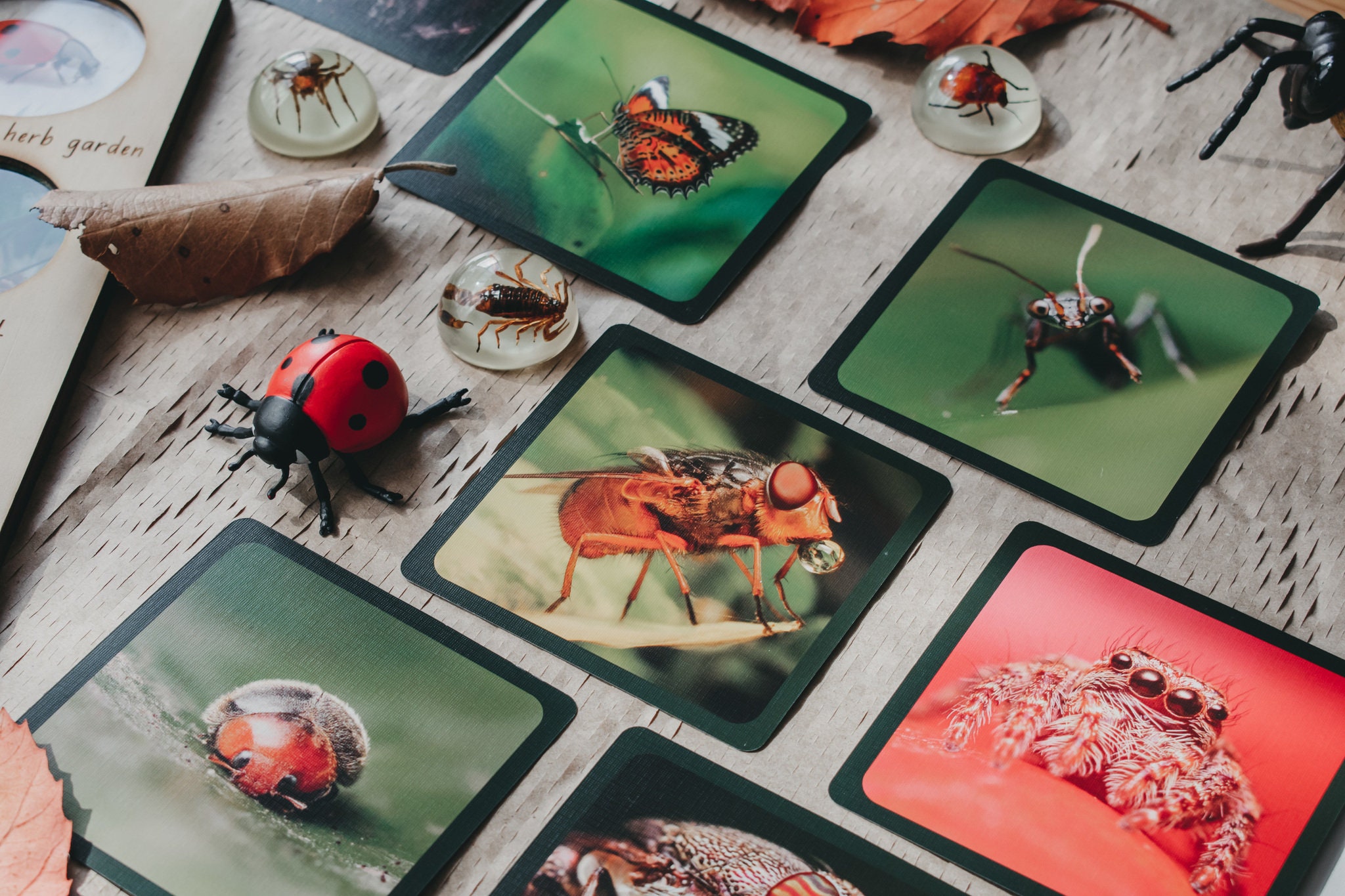 Macro Bugs Memory Cards - Fun and Educational Insect Game for Kids ...