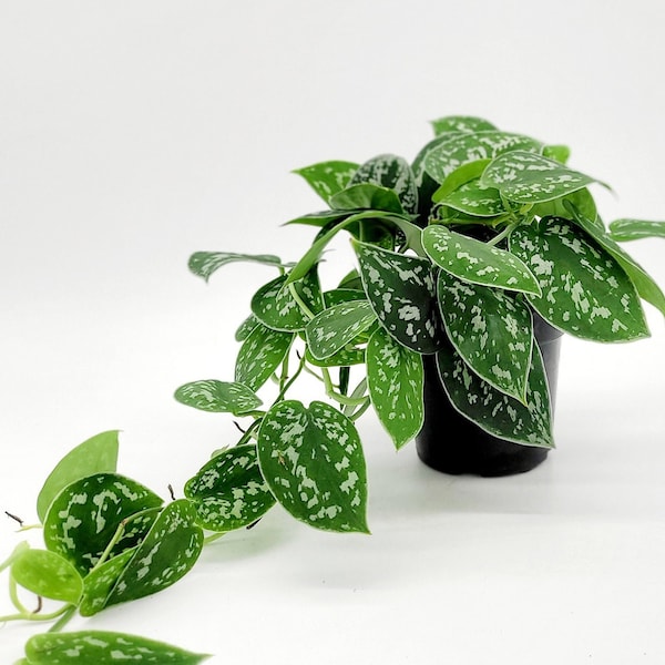 Long Vine Pothos Plant - Etsy