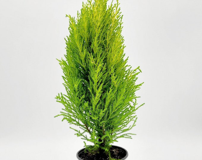Lemon Cypress Tree Plant • Mini Tree Houseplant for Indoor/outdoor ...