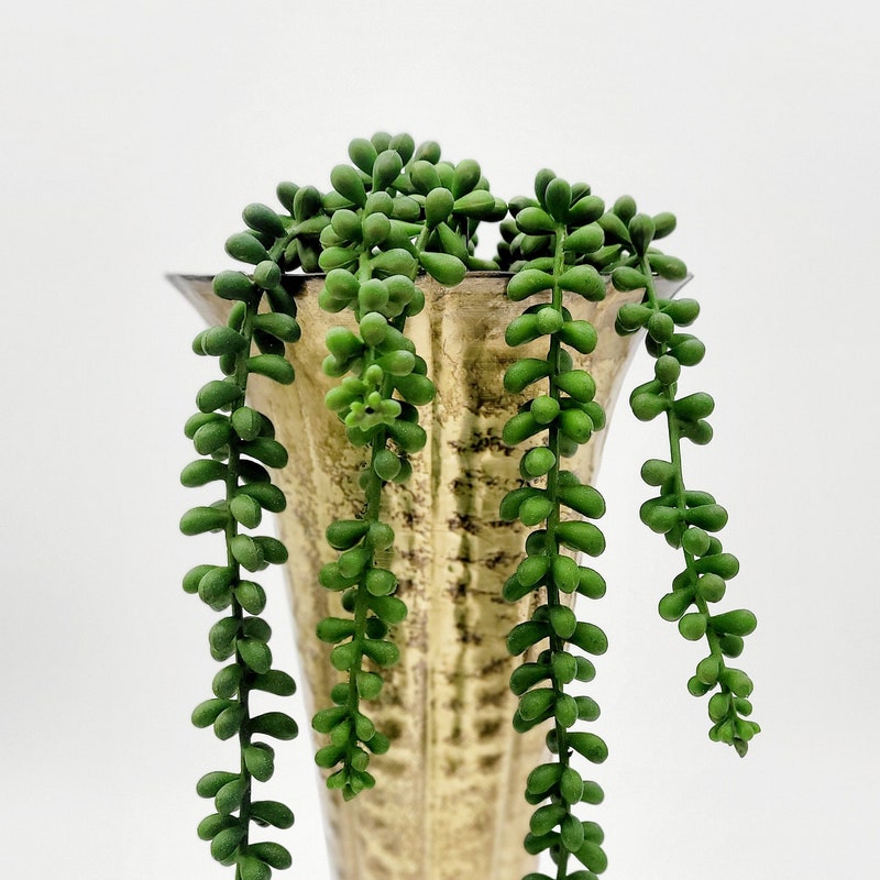 String of Pearls Succulent - Etsy