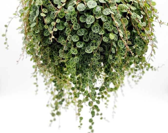 6" String of Turtles Variegated in Hanging Basket Planter • FULL Live ...