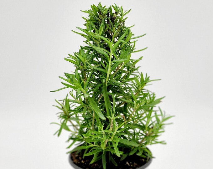 Rosemary Tree Plant • Mini Herb Tree Winter Plant for Home Decoration ...