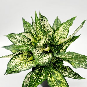 Aglaonema Spring Snow • Live Variegated Indoor Plant (6 Inch Pot) - Etsy