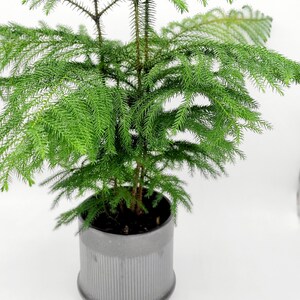 Mini Norfolk Island Pine • 6" Live Houseplant • Small Pine Tree • Live ...