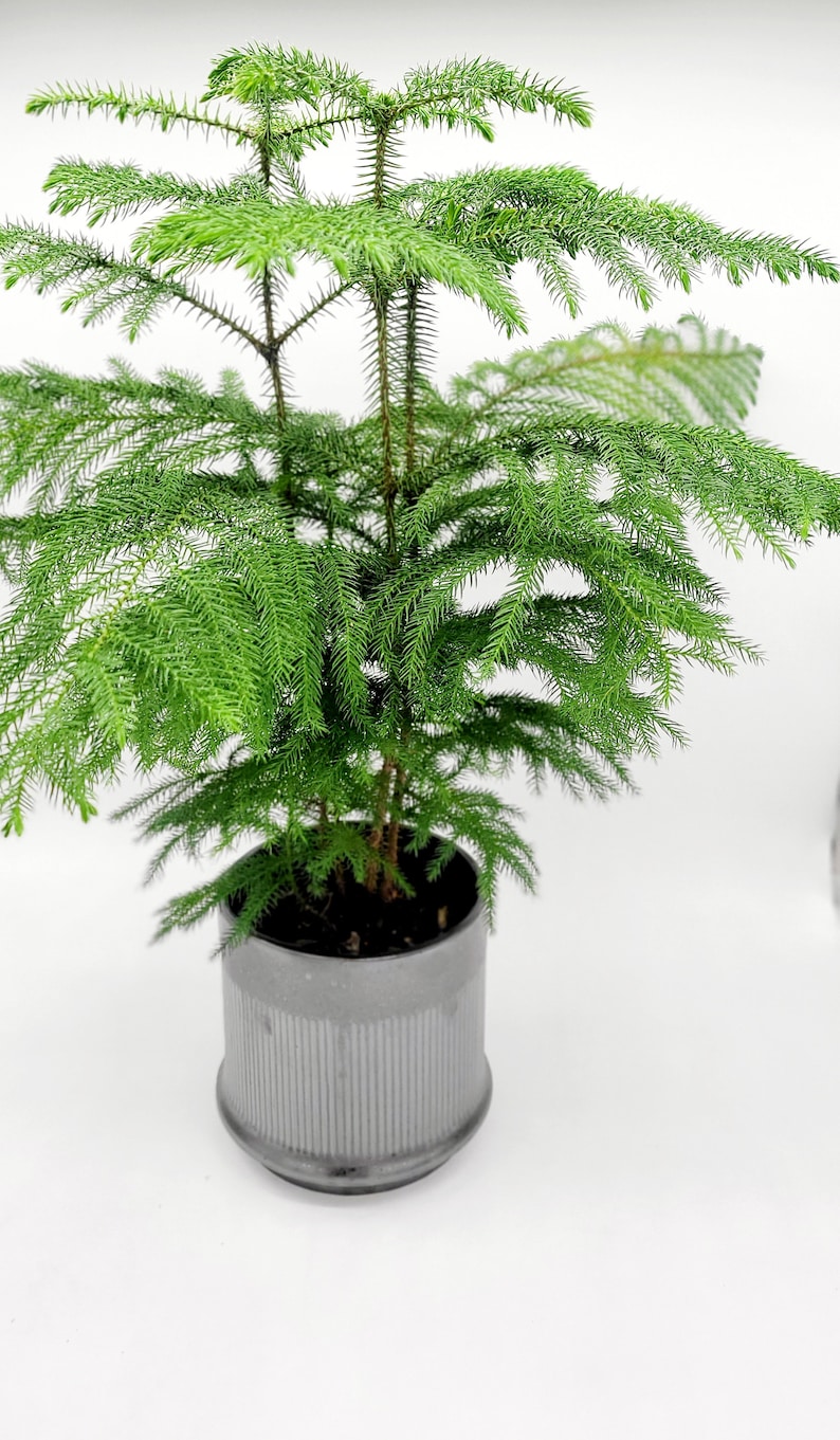 Mini Norfolk Island Pine • 6" Live Houseplant • Small Pine Tree • Live ...