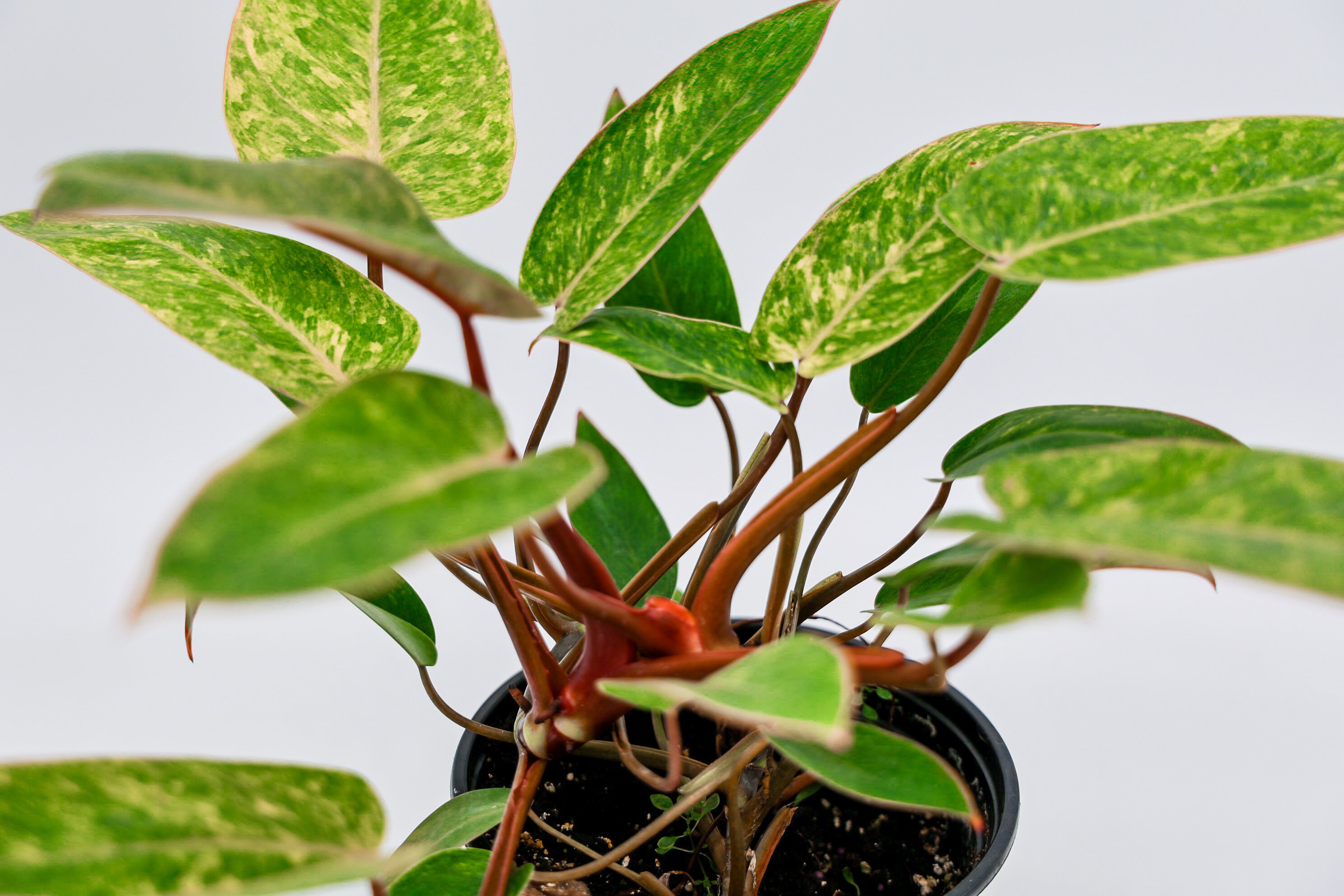 6" Painted Lady Philodendron in Grower Pot • Live Tropical Plant for ...
