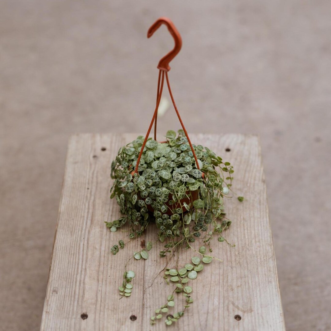 3" String of Turtles Variegated in Hanging Basket Planter • Live ...