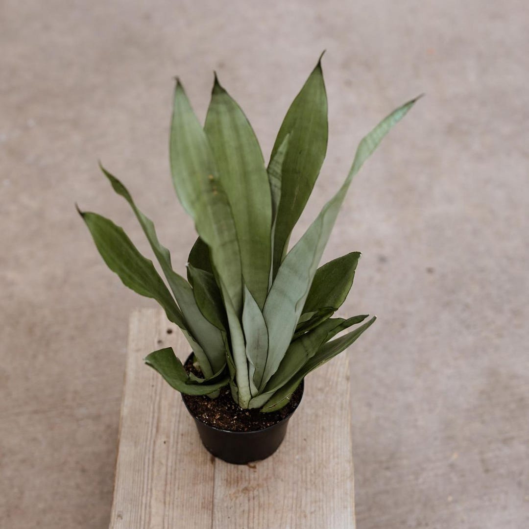 4” and 6" Moonshine Snake Plant • Large Silver Snake Plant in Grower ...