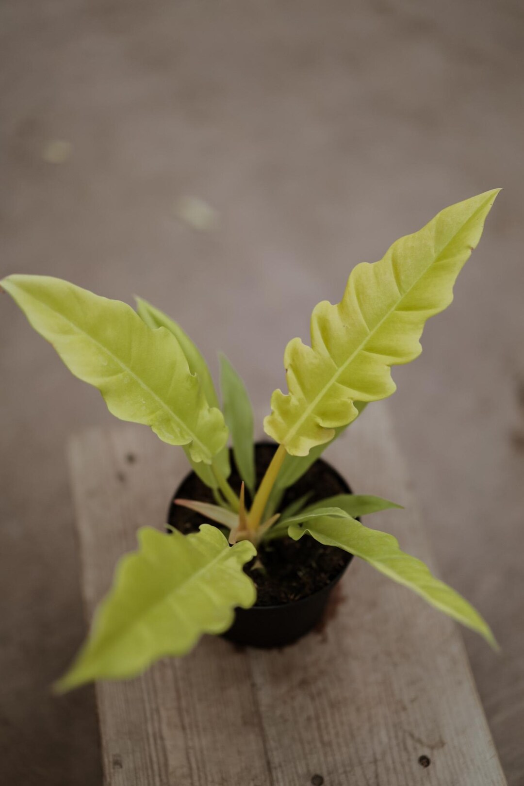Philodendron Golden Crocodile in 4 Inch Pot • Rare Live Plants ...