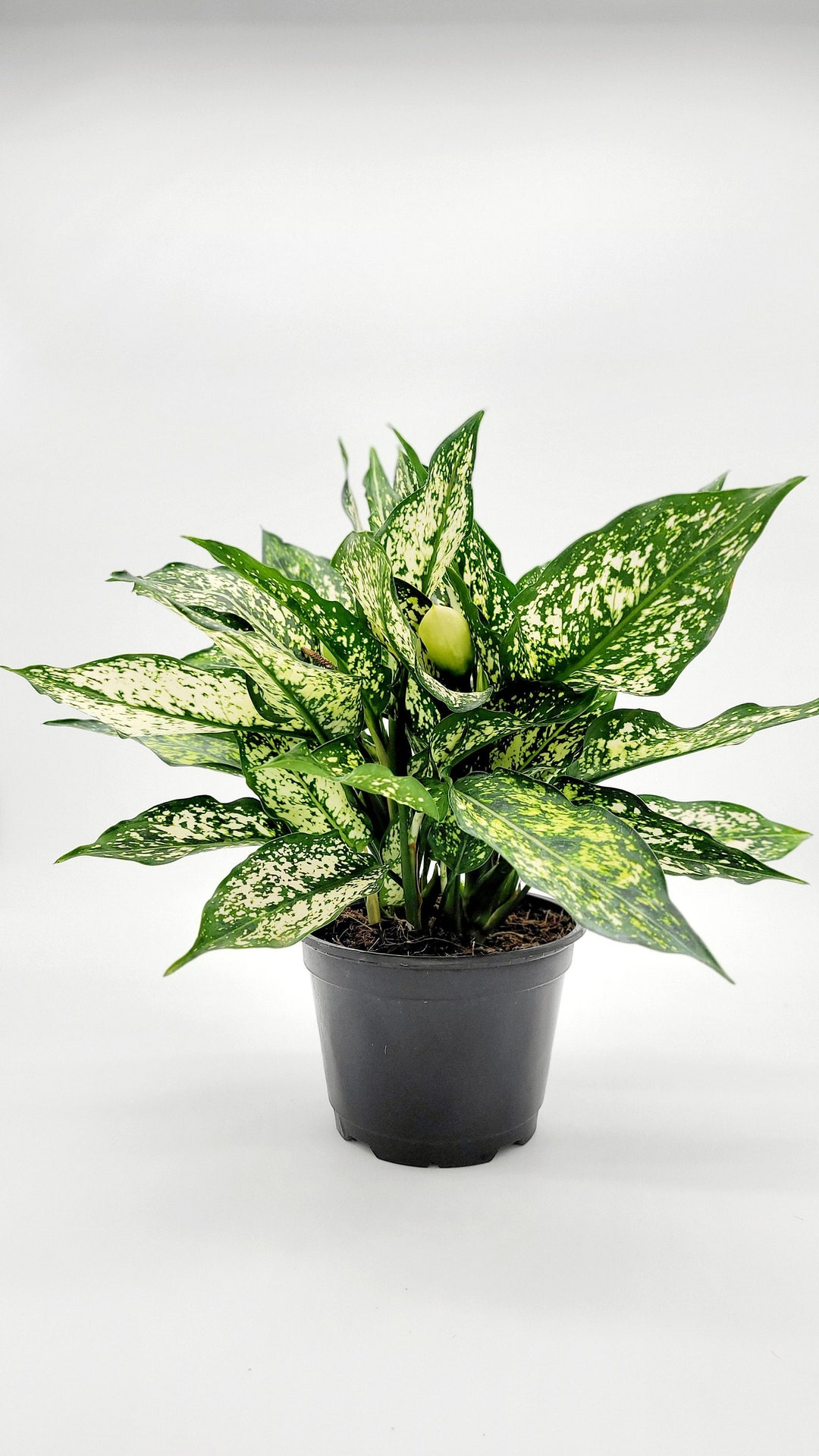 Aglaonema Spring Snow • Live Variegated Indoor Plant (6 Inch Pot) - Etsy