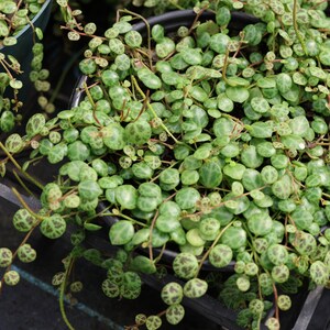 6 String of Turtles Variegated in Hanging Basket Planter FULL Live ...
