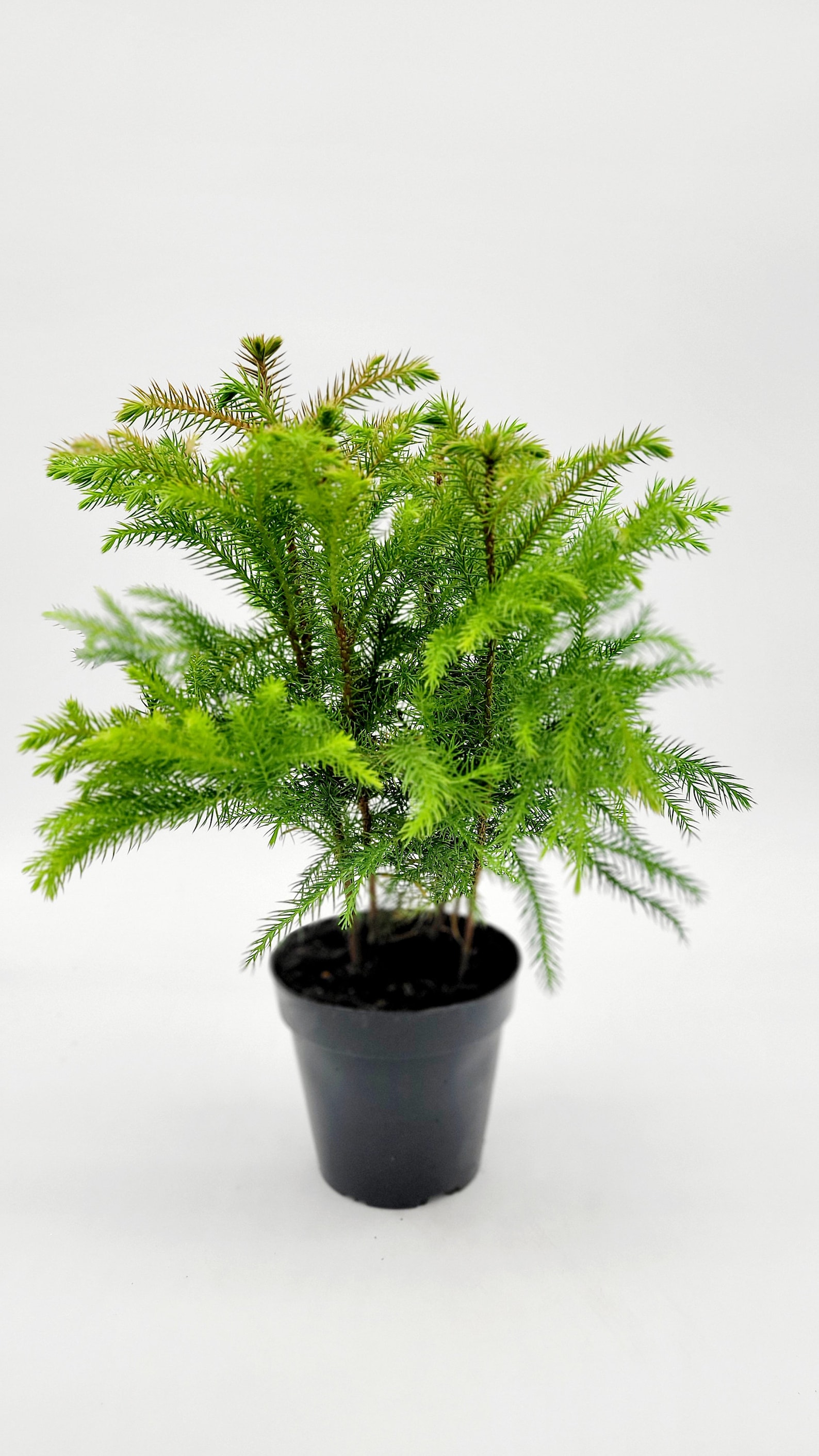 4" Norfolk Island Pine Plant • Tropical Live Houseplant • Evergreen ...