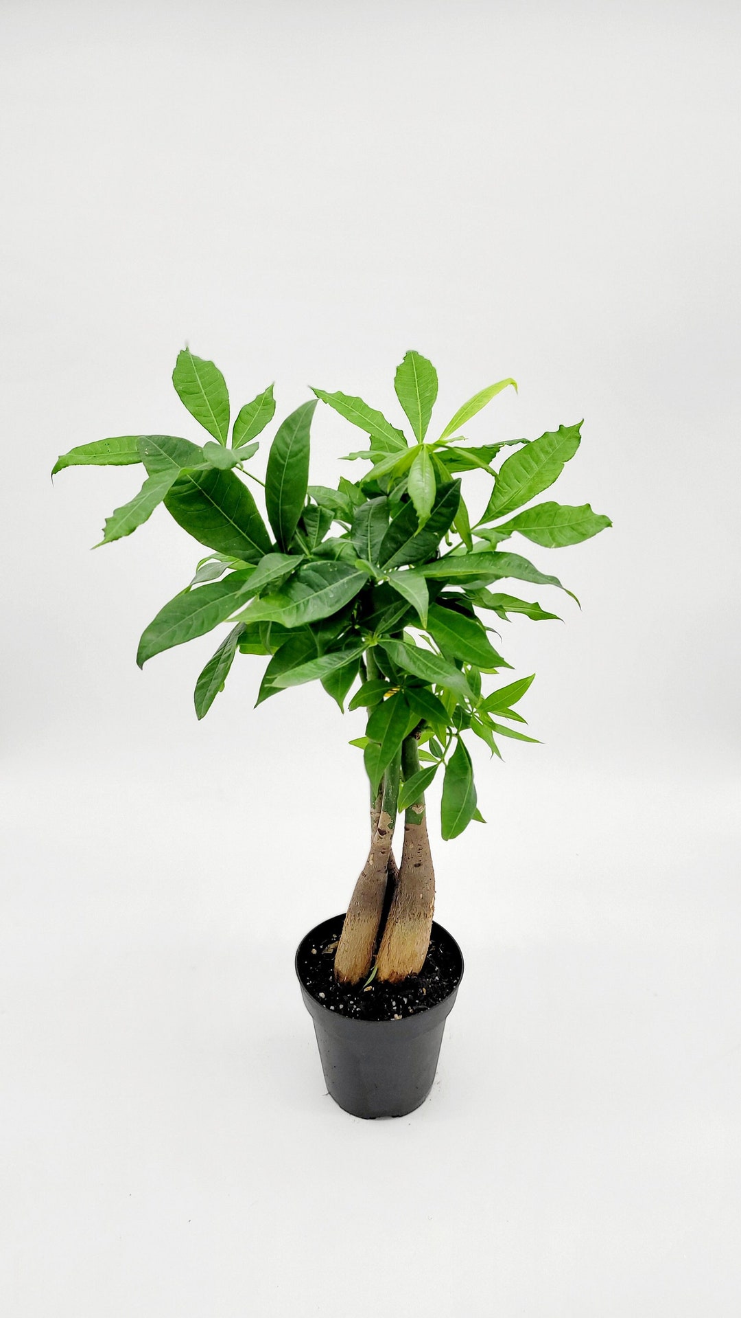 4.5" Live Braided Money Tree • Pachira Aquatica • Bonsai Tree • Good ...