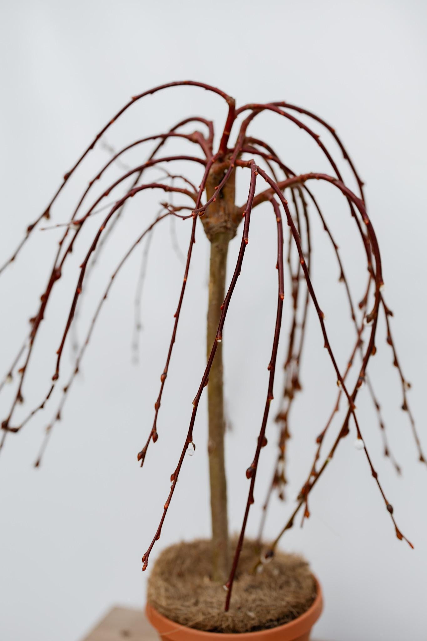 6" Weeping Pussy Willow Tree • Tree of Enchantment • Live Indoor ...