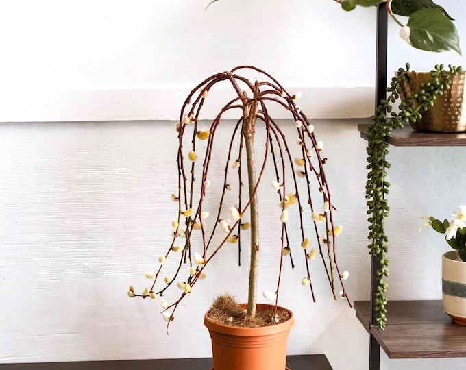 6" Weeping Pussy Willow Tree • Tree of Enchantment • Live Indoor ...