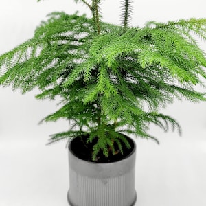 Mini Norfolk Island Pine • 6" Live Houseplant • Small Pine Tree • Live ...
