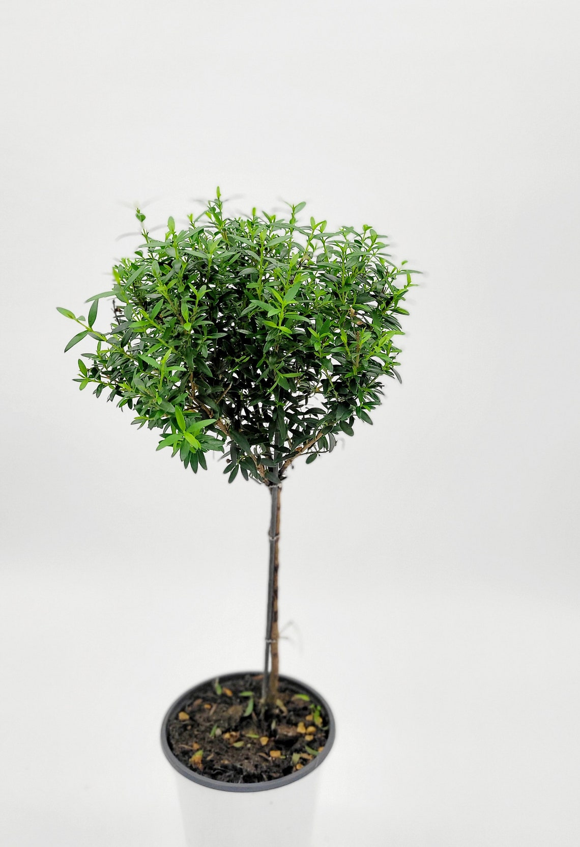 Myrtle Topiary Tree Live Bonsai Tree Houseplant for - Etsy