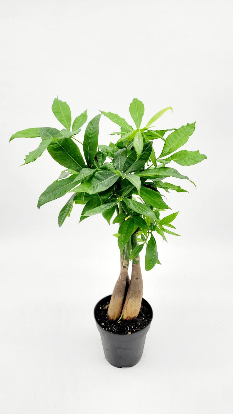 4.5" Live Braided Money Tree • Pachira Aquatica • Bonsai Tree • Good ...