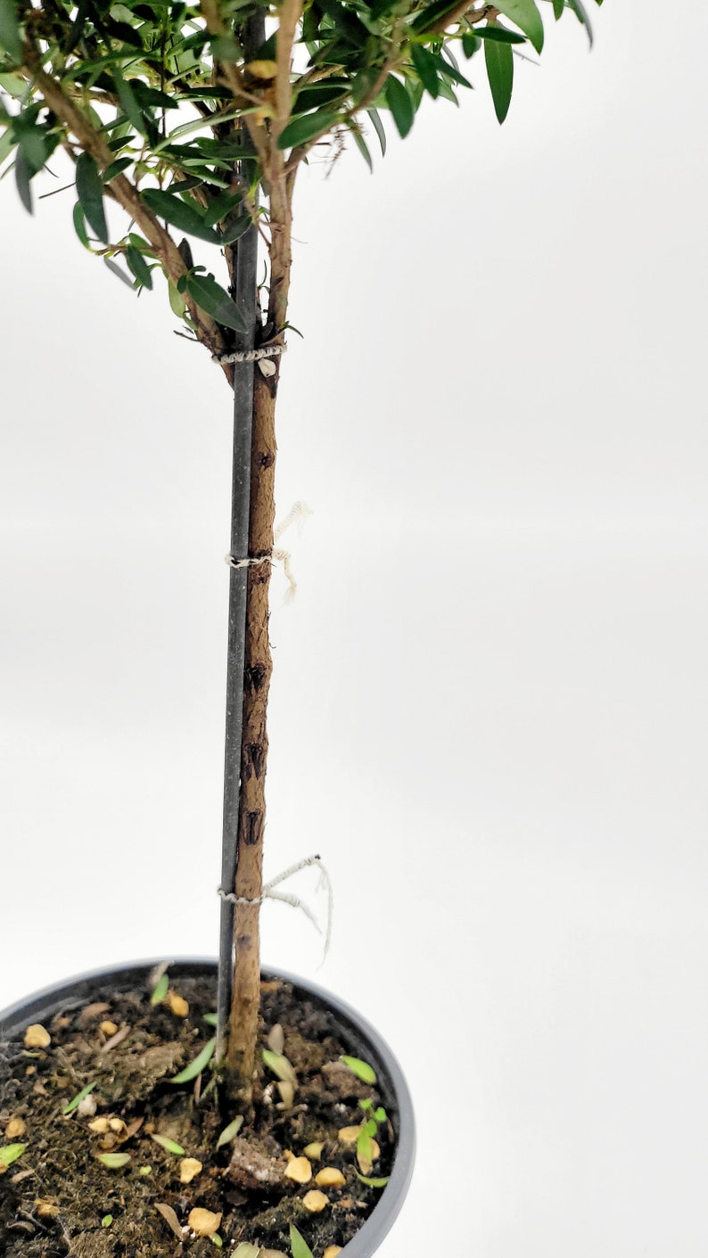 Myrtle Topiary Tree Live Bonsai Tree Houseplant for - Etsy