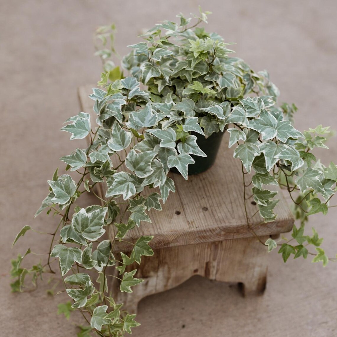 6" White Variegated English Ivy • Easy Plant • Live Houseplant Trailing ...