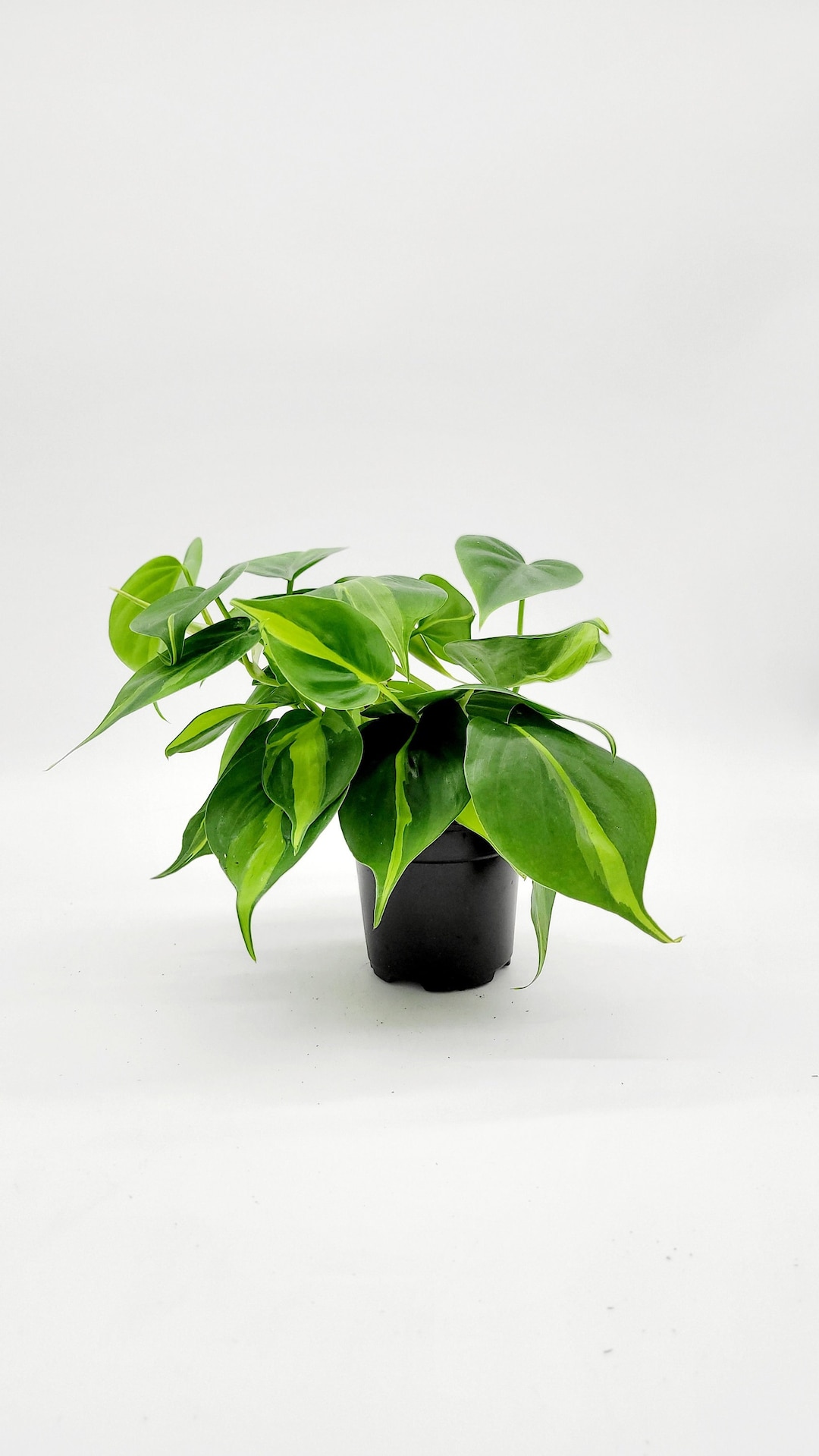 4" Philodendron Brasil Live Plant • Variegated Hanging Plant Available ...