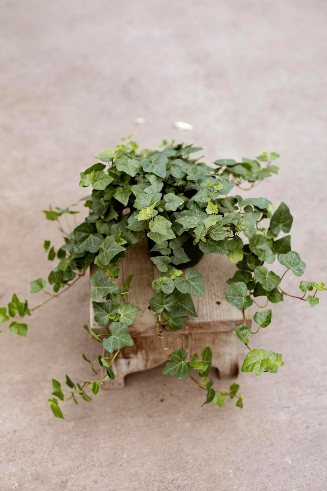 6" Green Ivy • Easy Plant • Live Houseplant Trailing Plants • Vine ...