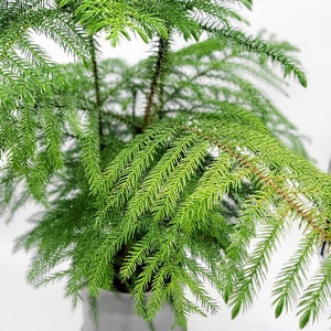 Mini Norfolk Island Pine • 6" Live Houseplant • Small Pine Tree • Live ...