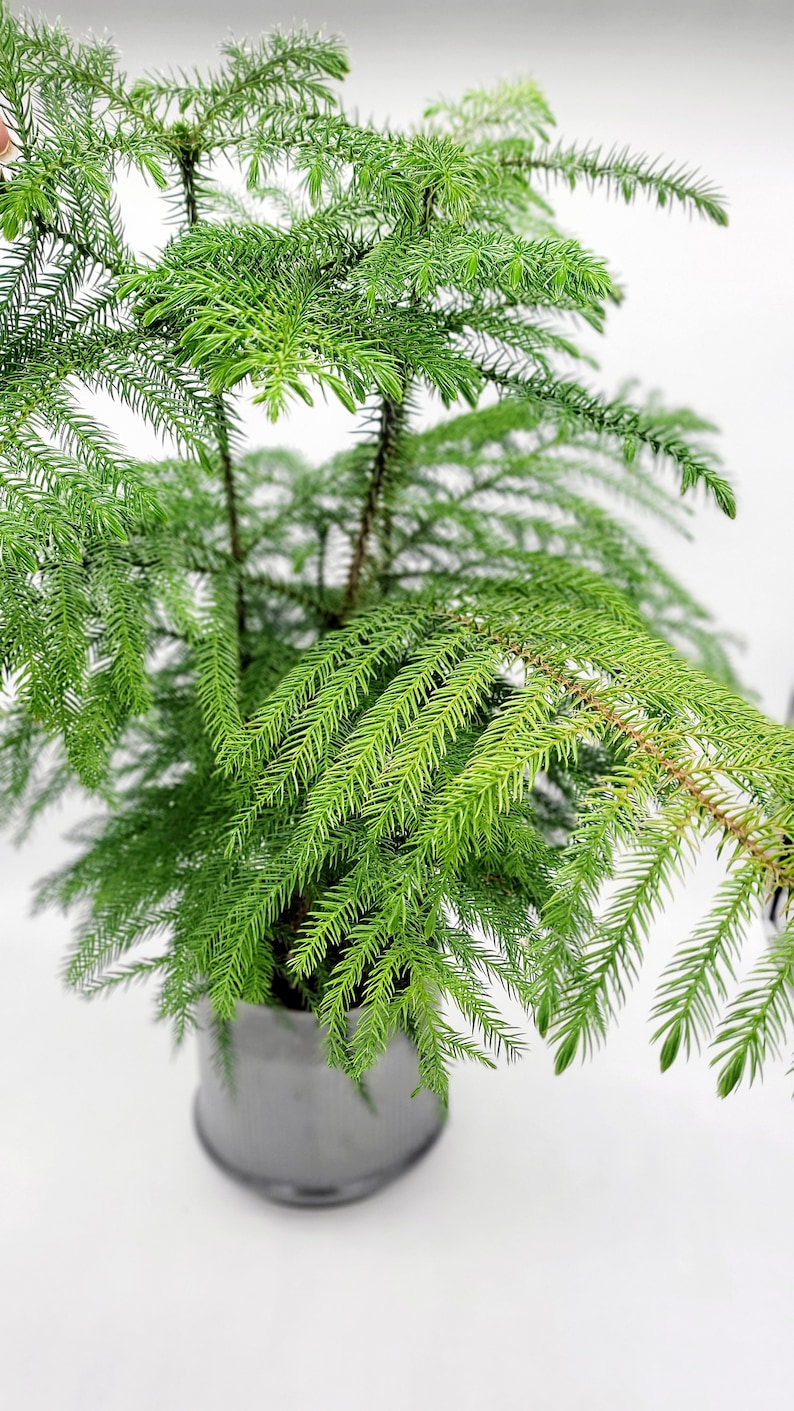 Mini Norfolk Island Pine • 6" Live Houseplant • Small Pine Tree • Live ...