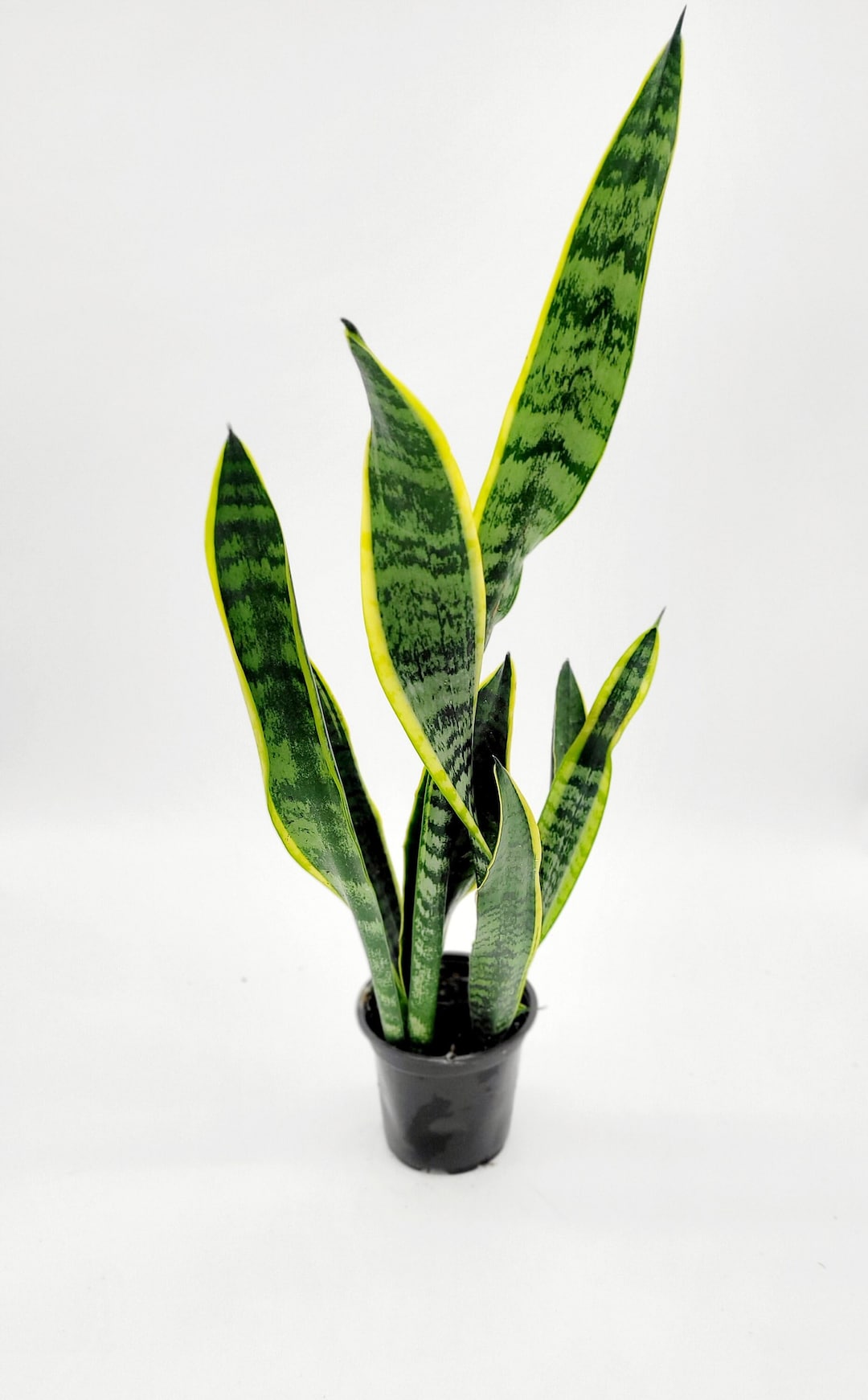 4" Live Snake Plant • Large Variegated Snake Plant Laurentii in 4 Inch ...
