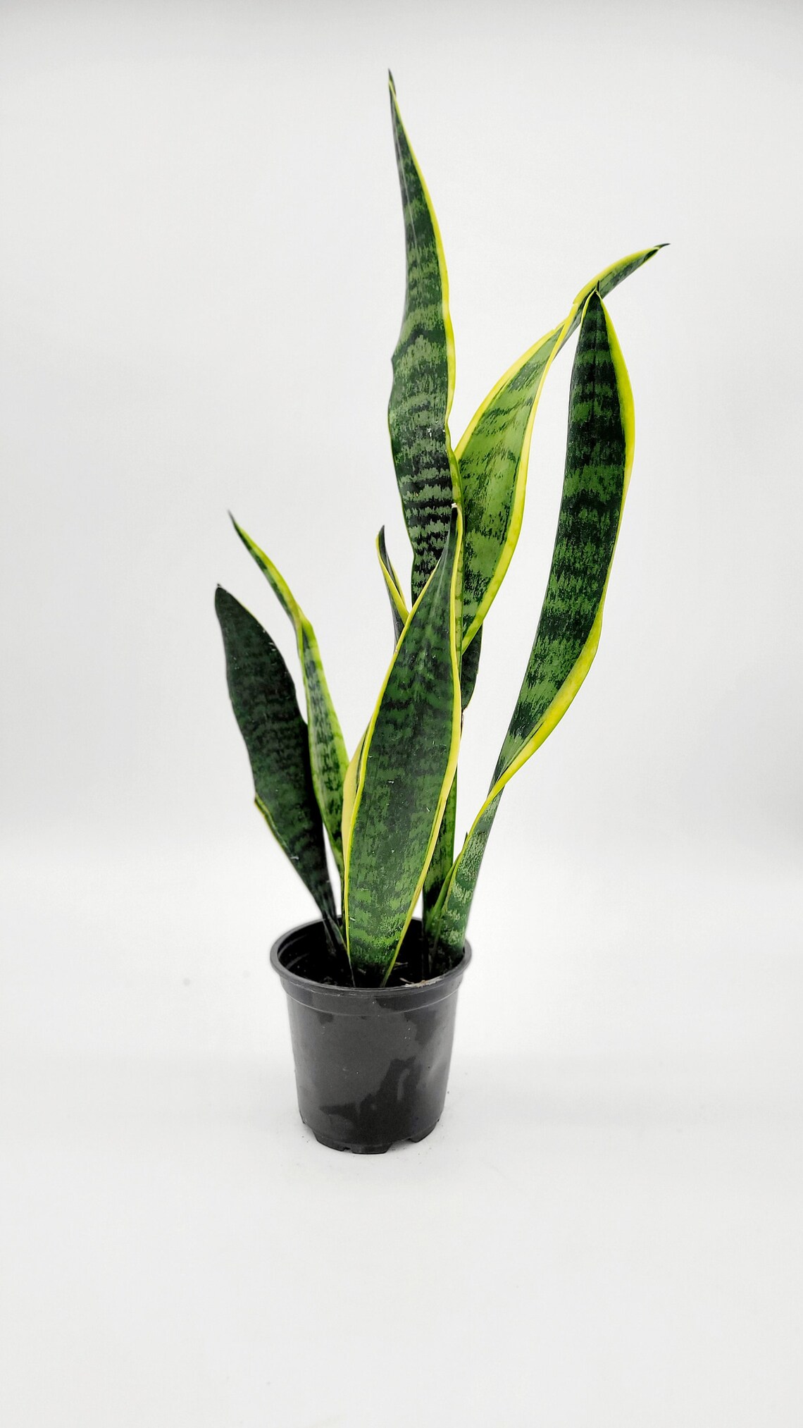 4" Live Snake Plant • Large Variegated Snake Plant Laurentii in 4 Inch ...