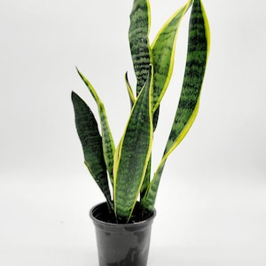 4" Live Snake Plant • Large Variegated Snake Plant Laurentii in 4 Inch ...
