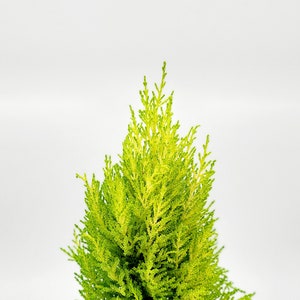 Lemon Cypress Tree • Live Mini Houseplant, 4.5" Pot - Etsy