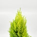 Lemon Cypress Tree • Live Mini Houseplant, 4.5" Pot - Etsy