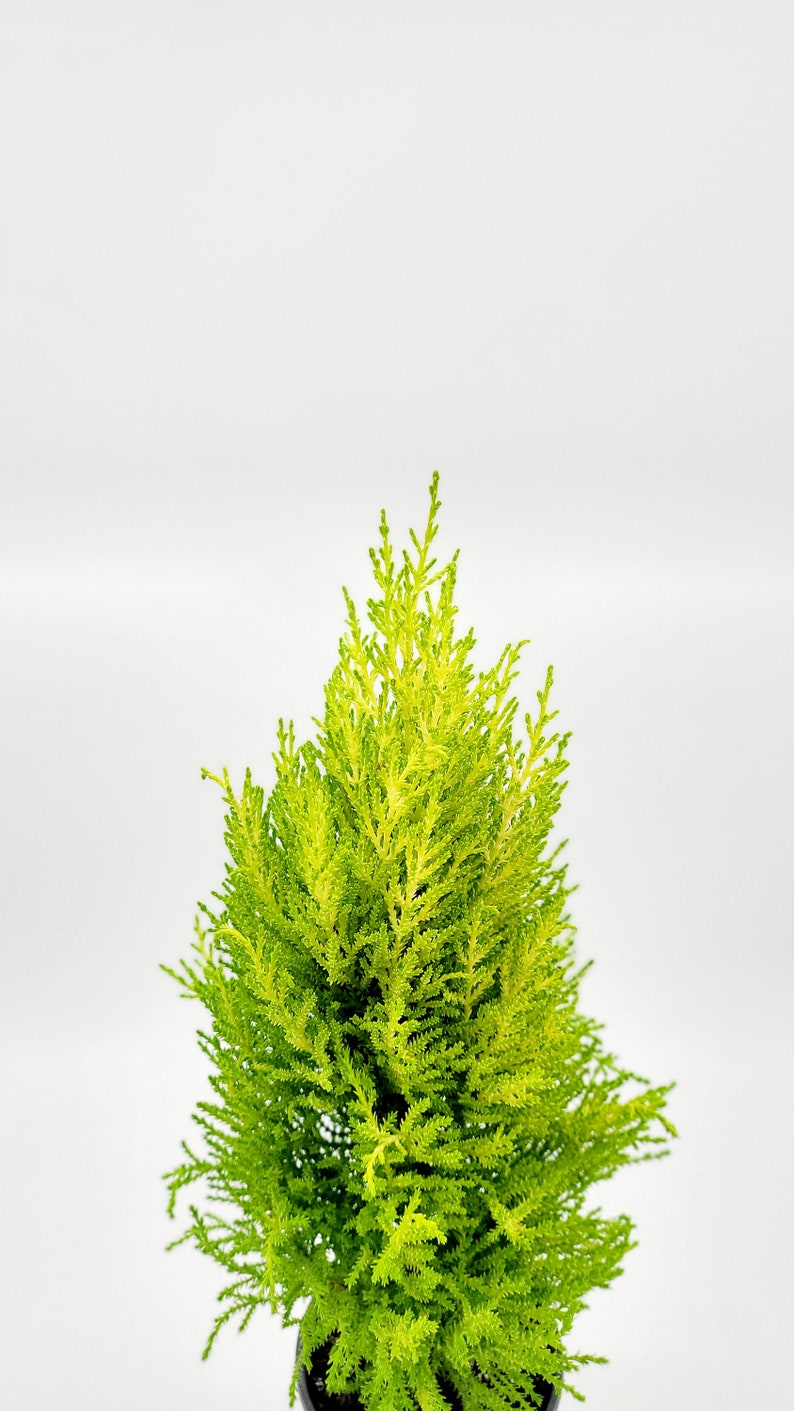 Lemon Cypress Tree • Live Mini Houseplant, 4.5" Pot - Etsy