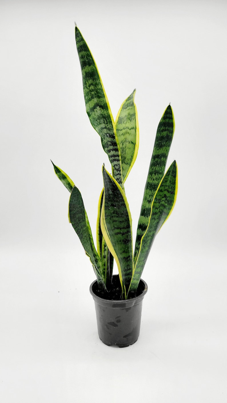 4" Live Snake Plant • Large Variegated Snake Plant Laurentii in 4 Inch ...