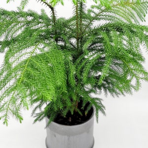 Mini Norfolk Island Pine • 6" Live Houseplant • Small Pine Tree • Live ...