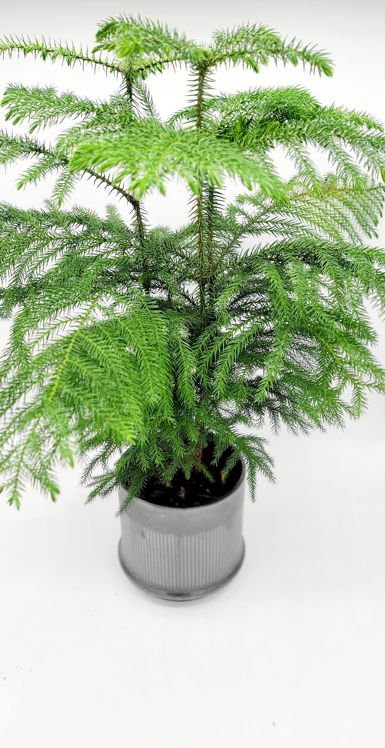Mini Norfolk Island Pine • 6" Live Houseplant • Small Pine Tree • Live ...