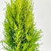 Lemon Cypress Tree • Live Mini Houseplant, 4.5" Pot - Etsy
