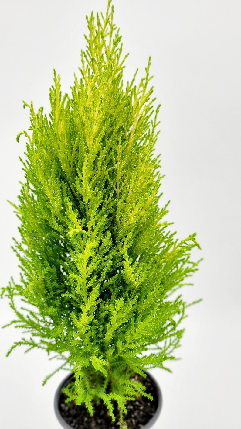 Lemon Cypress Tree • Live Mini Houseplant, 4.5" Pot - Etsy