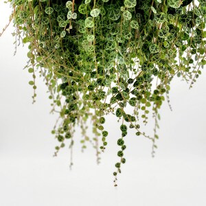 6 String of Turtles Variegated in Hanging Basket Planter - Etsy