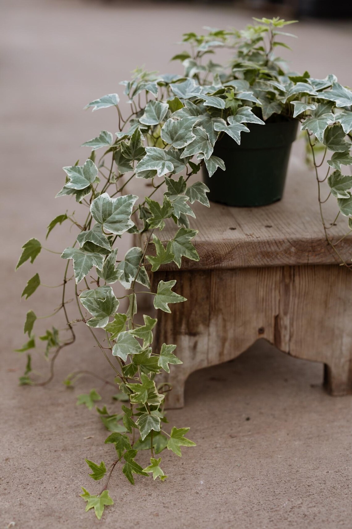 6" White Variegated English Ivy • Easy Plant • Live Houseplant Trailing ...