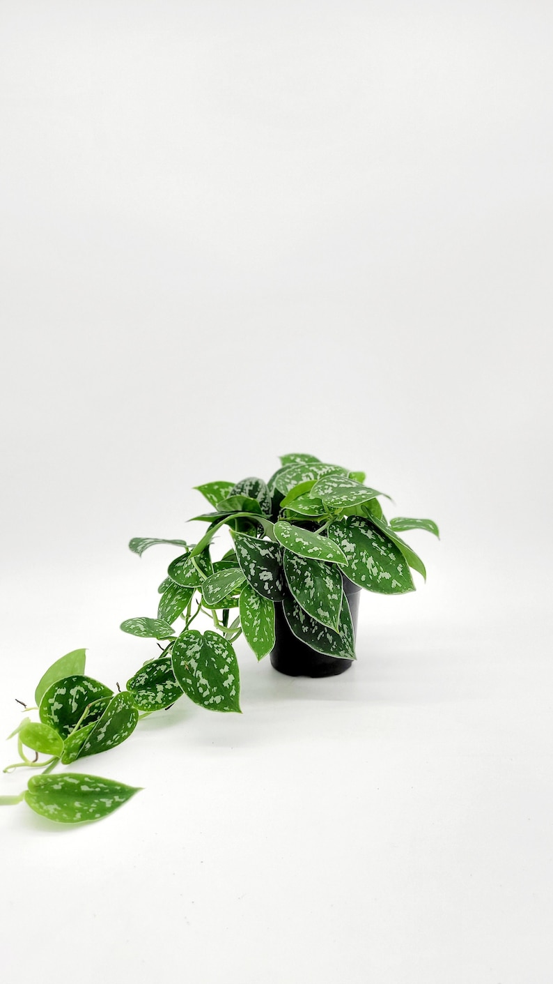 4 Satin Pothos Silver Spotted Philodendron Live Plant - Etsy