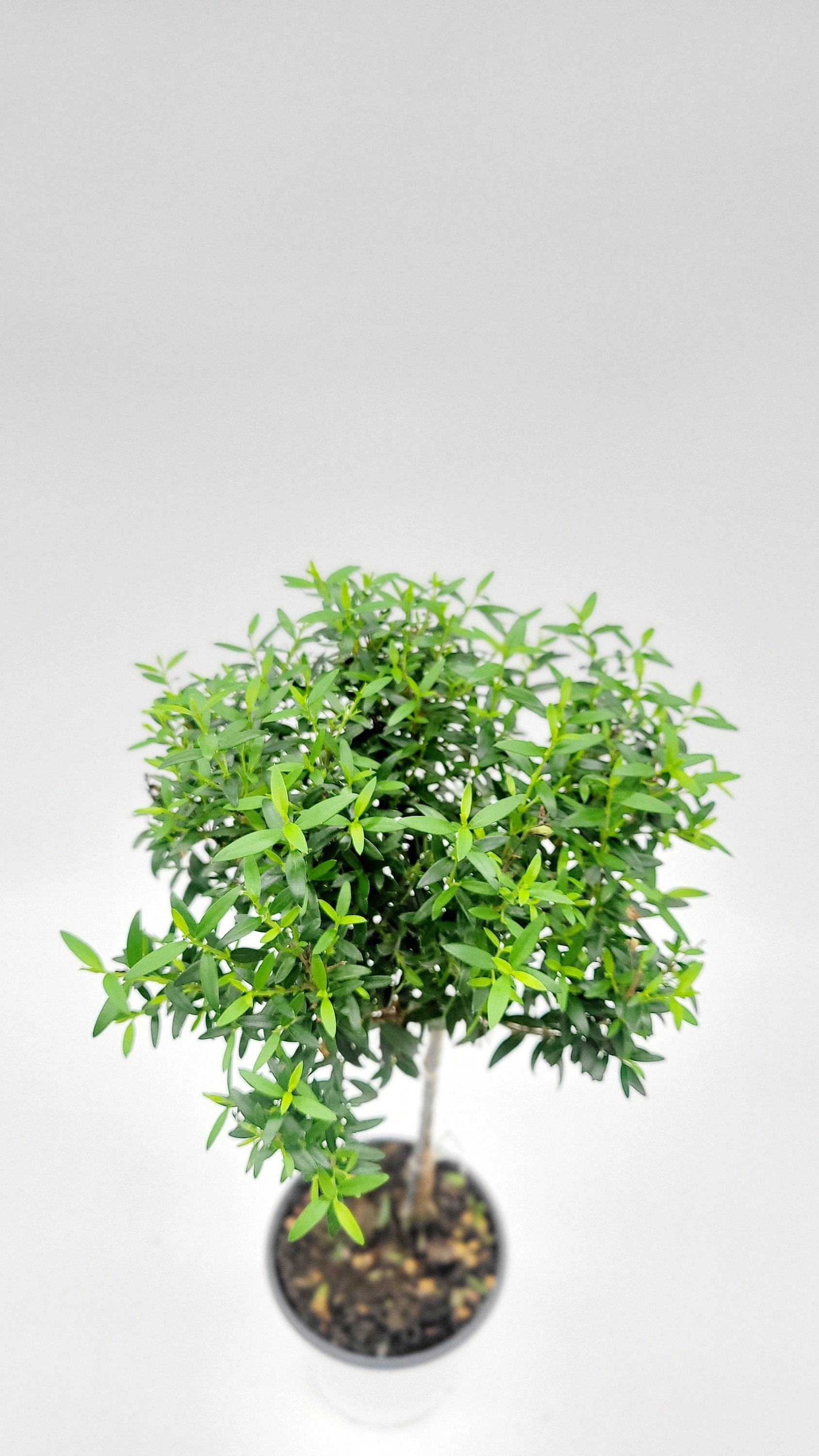 Myrtle Topiary Tree Live Bonsai Tree Houseplant for - Etsy