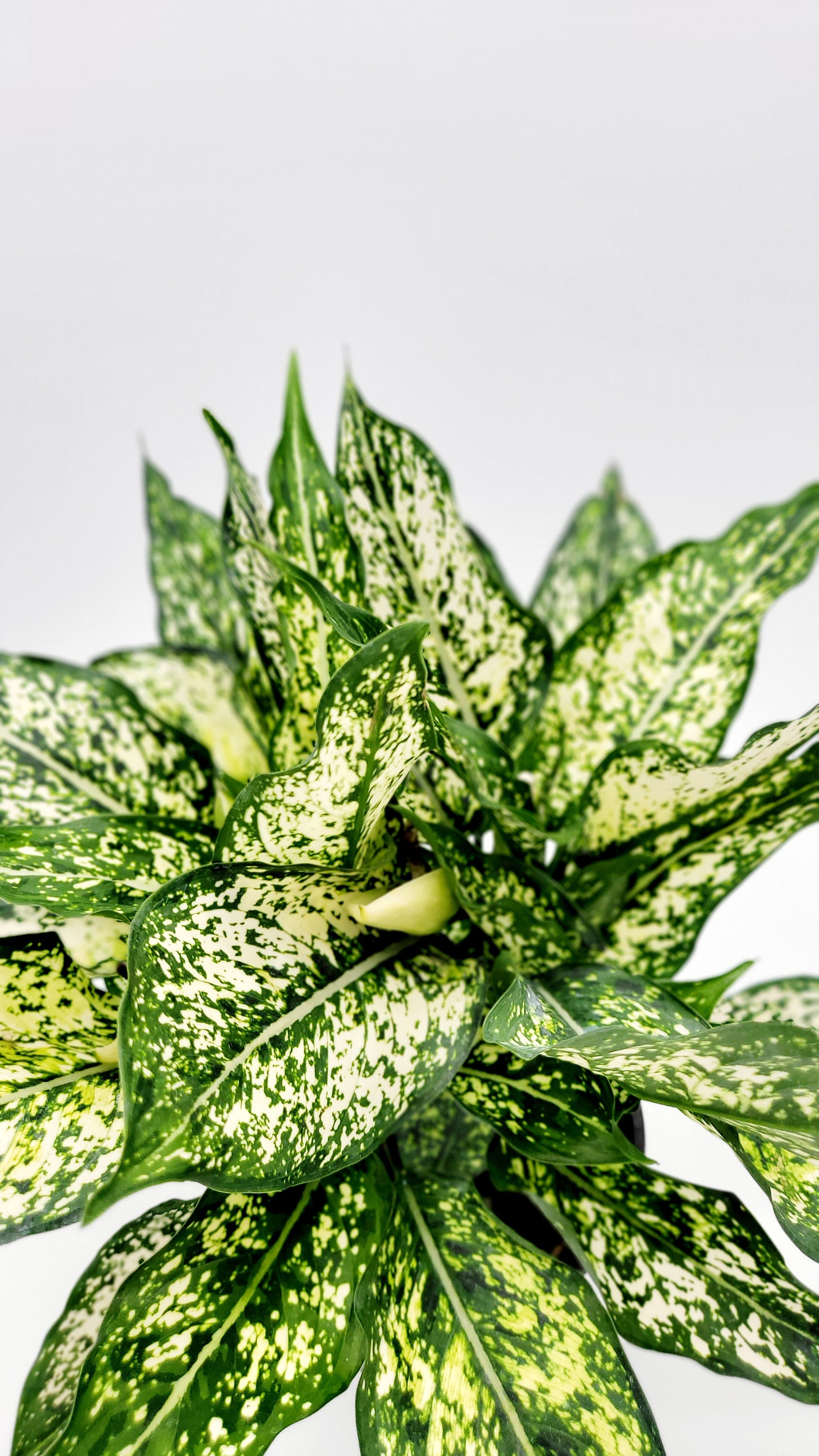 Aglaonema Spring Snow • Live Variegated Indoor Plant (6 Inch Pot) - Etsy